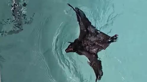 Townsville: Bat swims a lap of resort pool before climbing onto helping ...