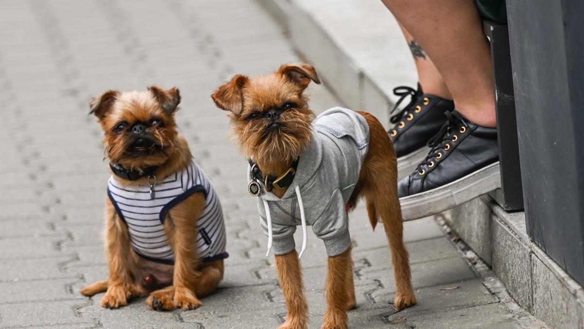 Swiss police rescue two dogs kidnapped for $1.8m ransom in Schlieren ...