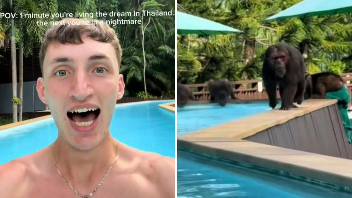 ‘Scariest moment of my life’: Monkeys chase British man out of Thailand ...