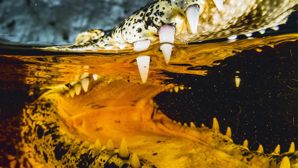 Brisbane Olympics 2032: Rowing Australia concerned with current more ...