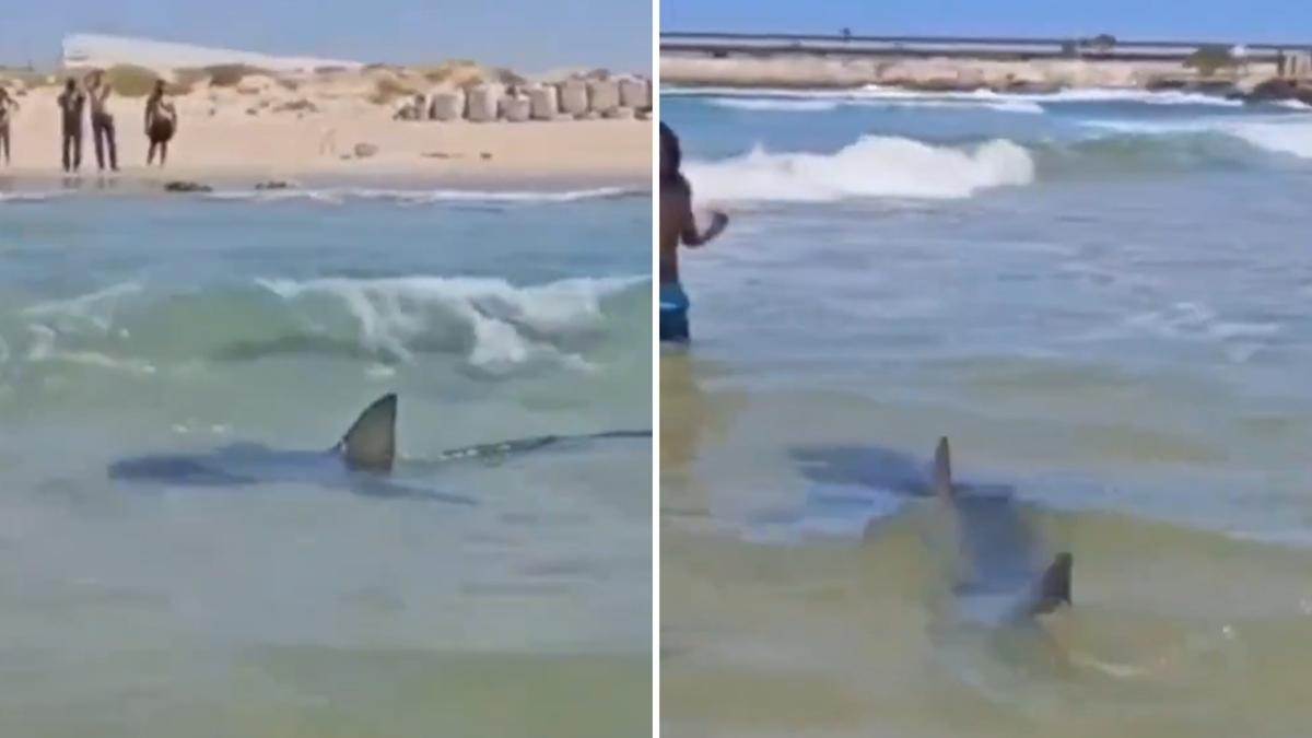 Shark attack Hadera Israel: Footage emerges of diver in rare ...