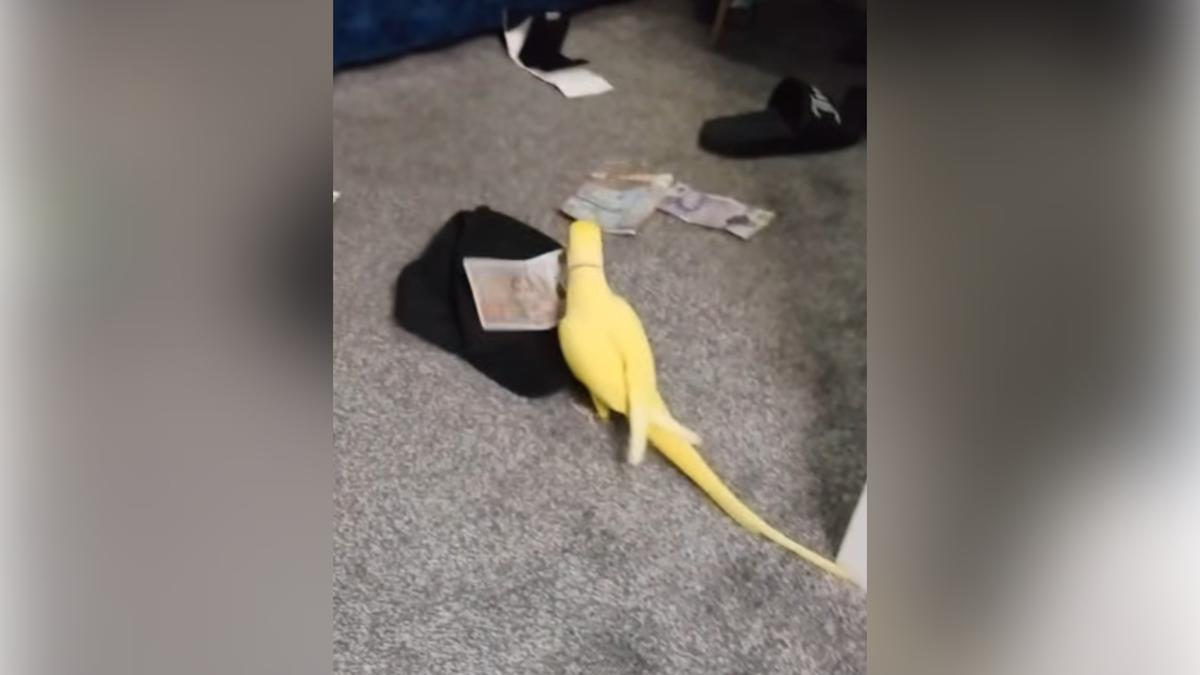 Adam Garnett: Mango the parrot exposes prisoner’s drug gang in ...
