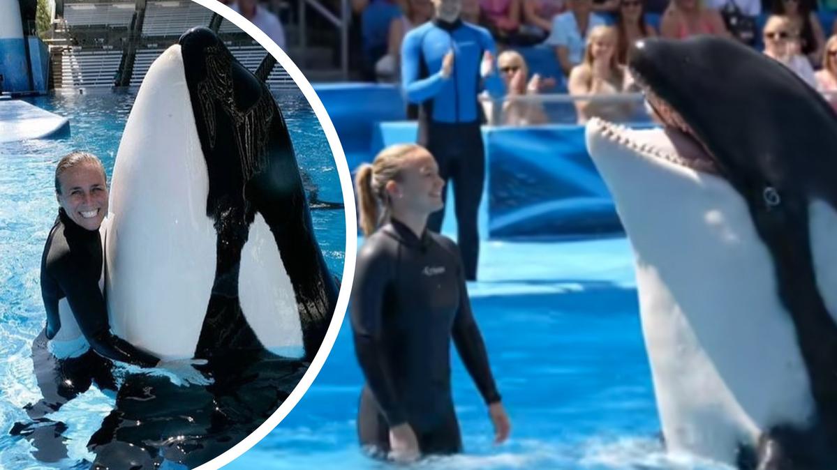 Jessica Radcliffe: Viral Deepfake video of fake orca attack twists real ...