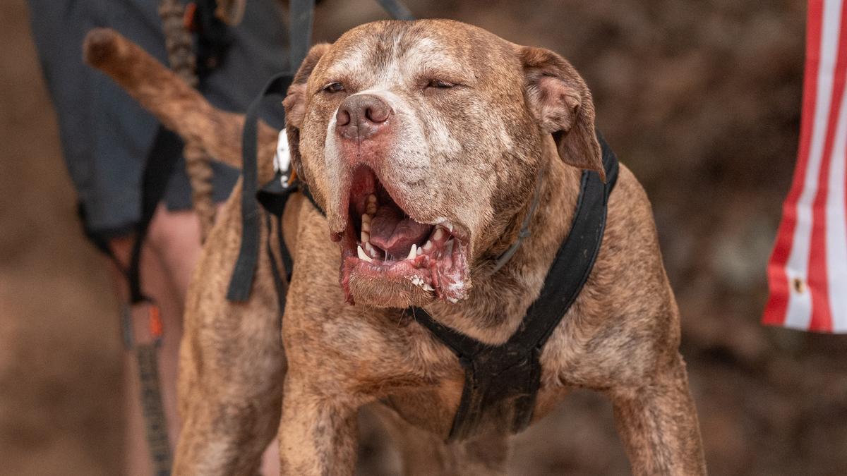 Savannah Bentham: Girl, 10, dies after family’s XL bully dog brutally ...