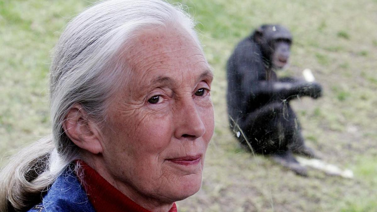 Wildlife advocate and primate expert Jane Goodall dies | The Nightly